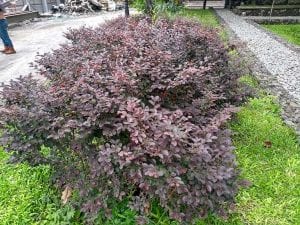 Rain Garden Taman AGS, FT UGM – Fakultas Teknik