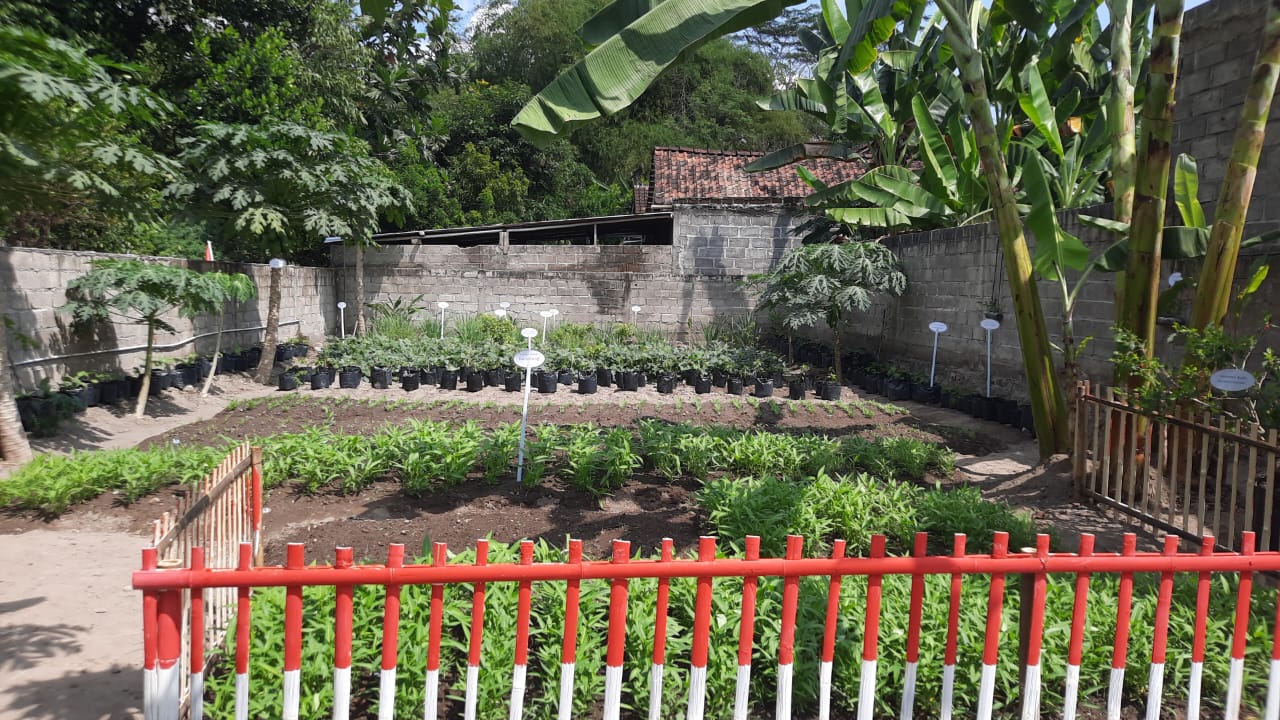 Suryani Dan Usahanya Membentuk Ketahanan Pangan Melalui Kelompok Tani ...