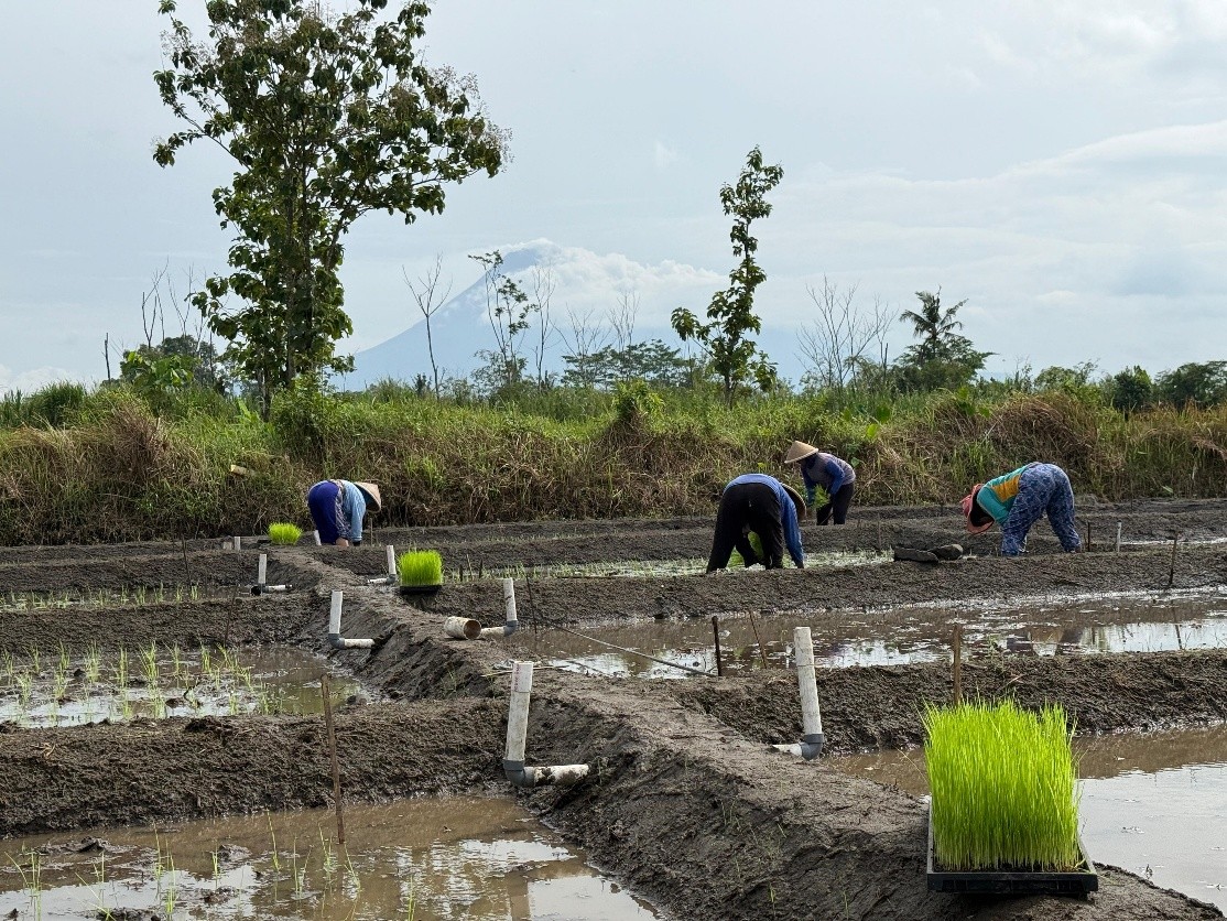 Penanaman Padi Varietas Gamagora di Lahan Demplot FT UGM: Kolaborasi Inovasi GamaHumat dan ...